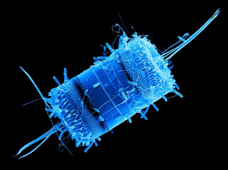 Rosige Zeiten für die Meeresforschung: SFB „Roseobacter“ wird weitere ...